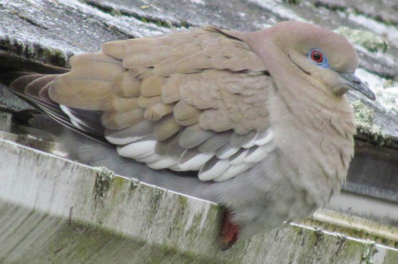 Rare Dove Wings It into Maine | Birding with Jeff & Allison
