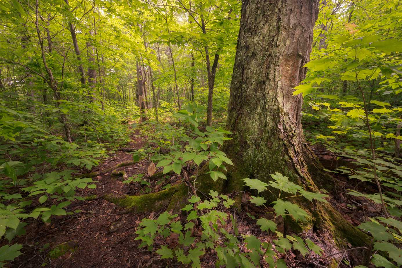 Stepping Back in Time in Maine’s North Woods: Part 2